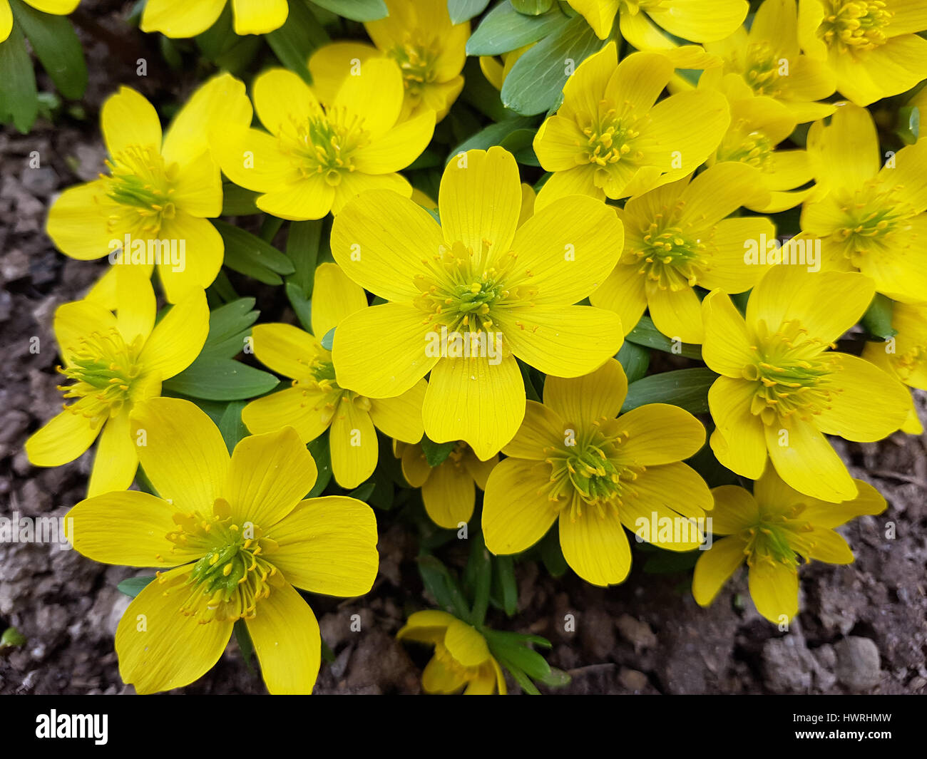 Winterling; Eranthis; hyemalis Stock Photo - Alamy