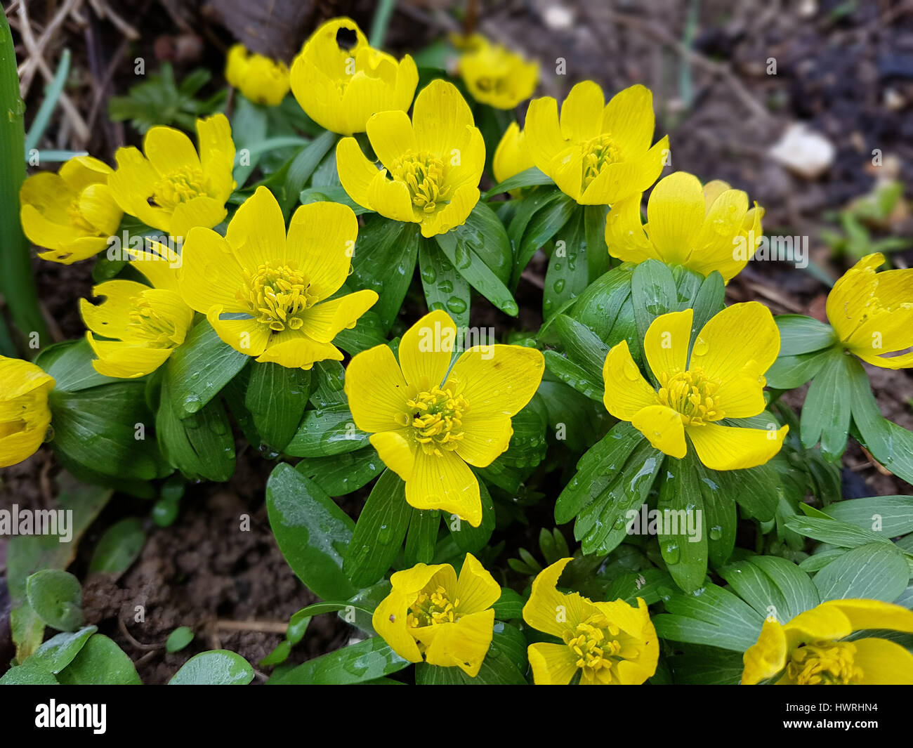 Winterling; Eranthis; hyemalis Stock Photo - Alamy