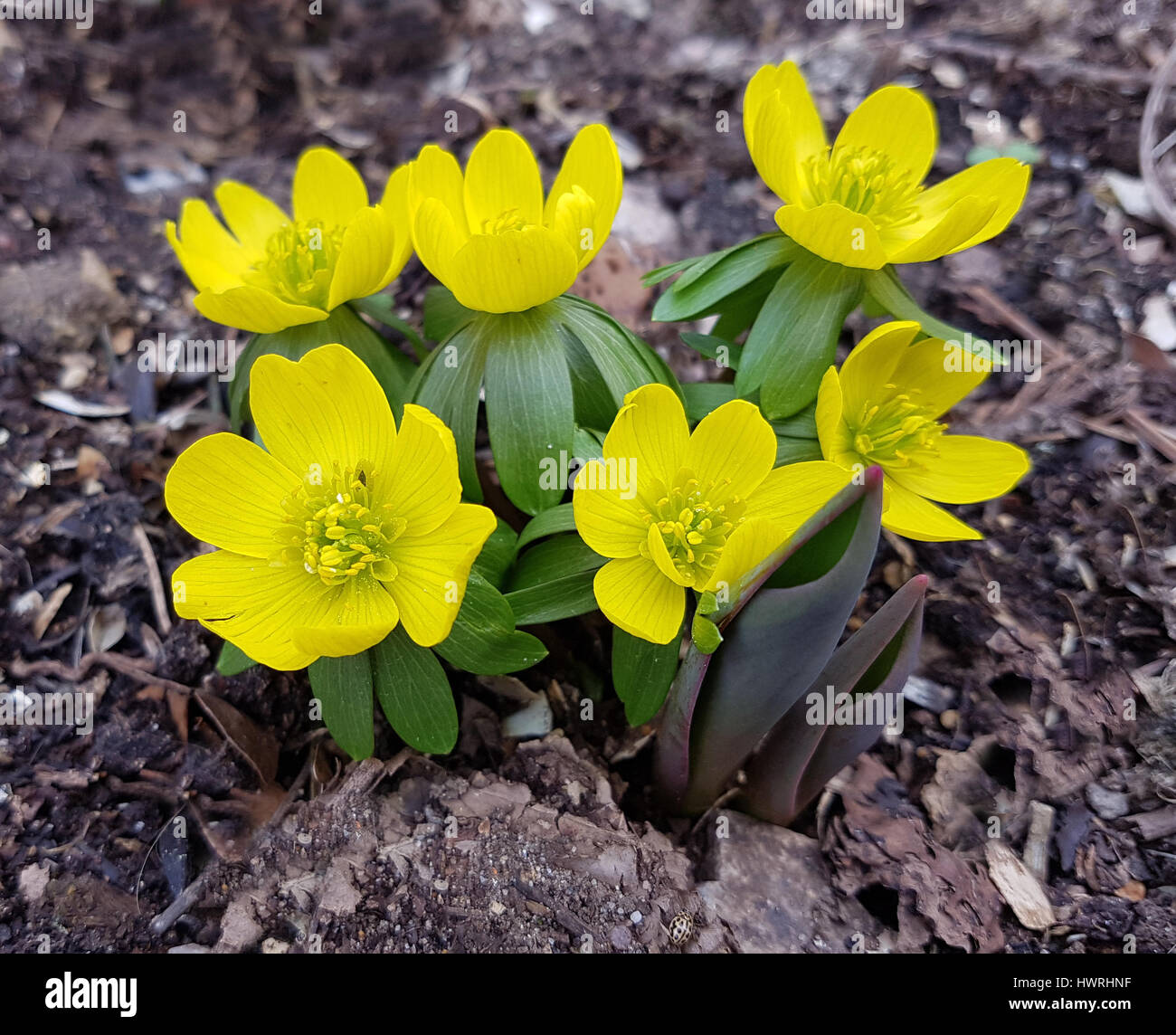 Winterling; Eranthis; hyemalis Stock Photo - Alamy