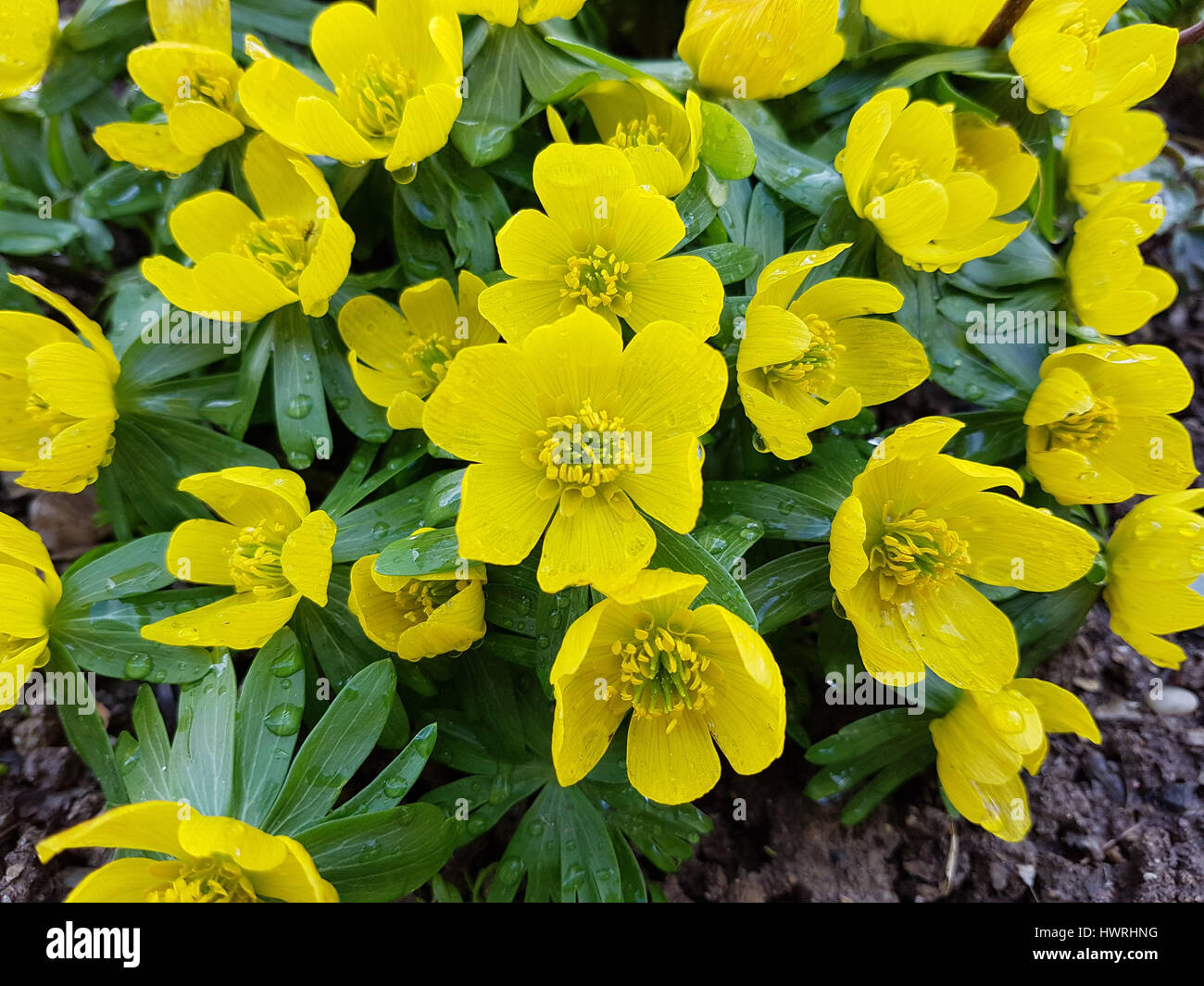 Winterling; Eranthis; hyemalis Stock Photo - Alamy