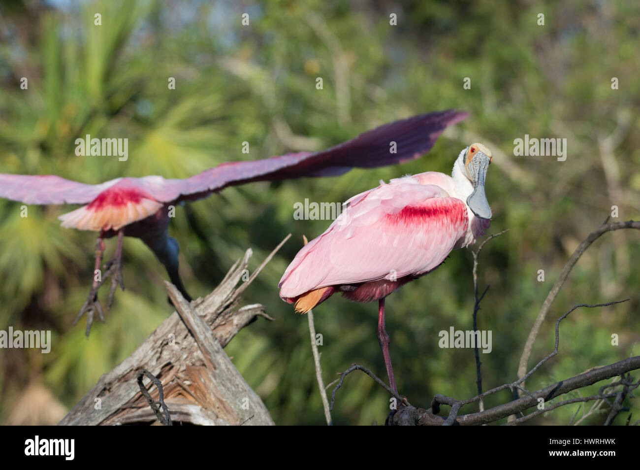 Spoonbill pair hi-res stock photography and images - Alamy