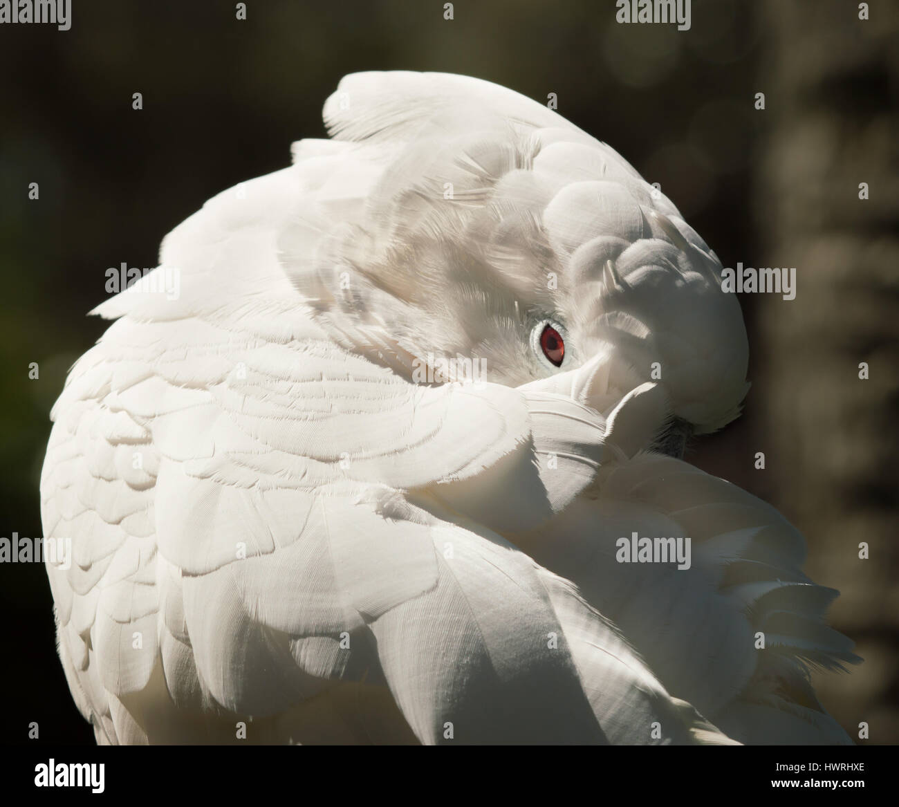 Black macaw hi-res stock photography and images - Alamy