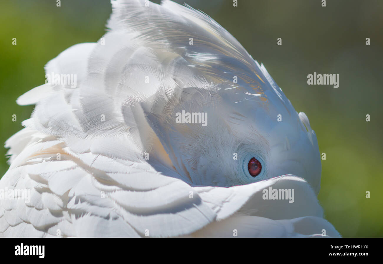 White macaw hi-res stock photography and images - Alamy