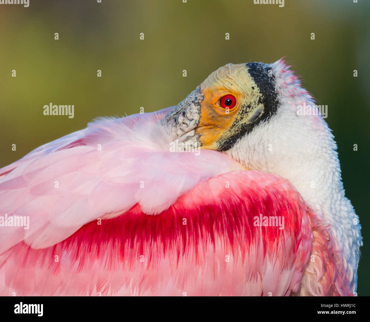 Red spoonbill hi-res stock photography and images - Alamy