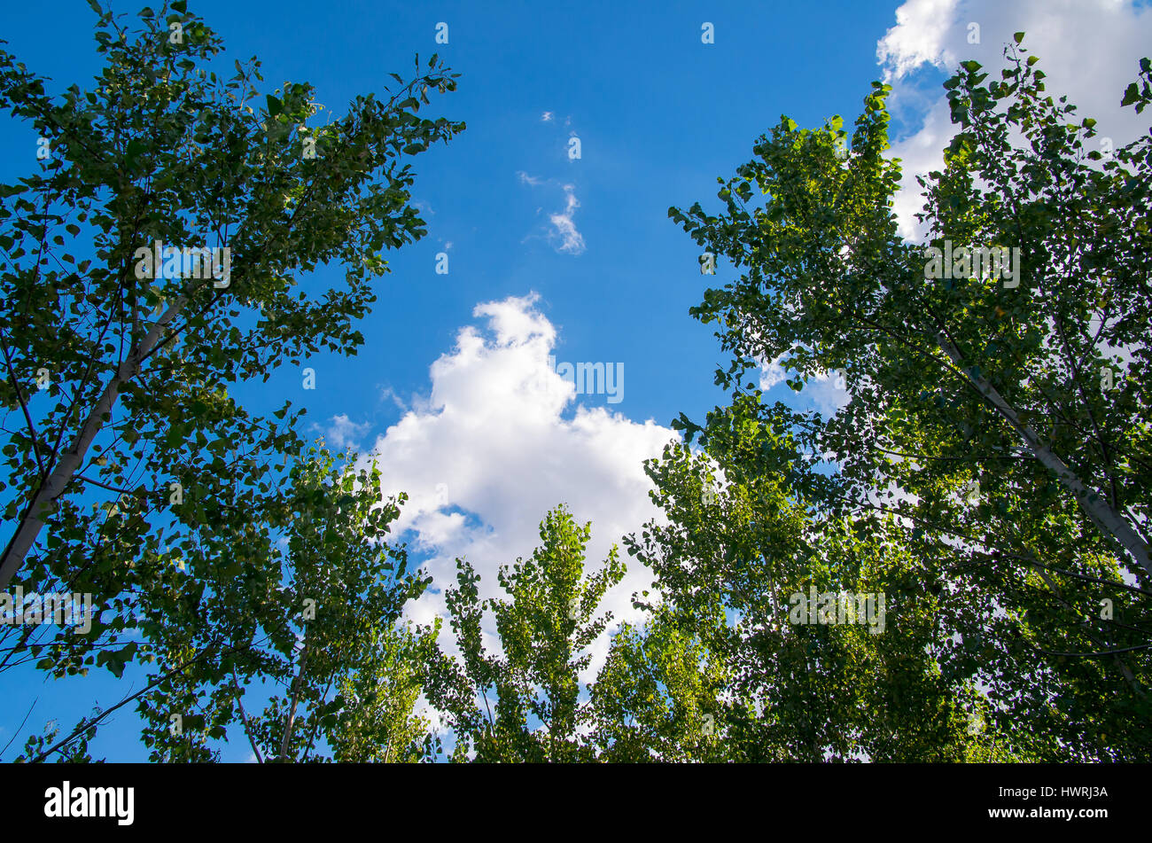 Nature. Clean sky through the trees. Image suitable for articles about ...