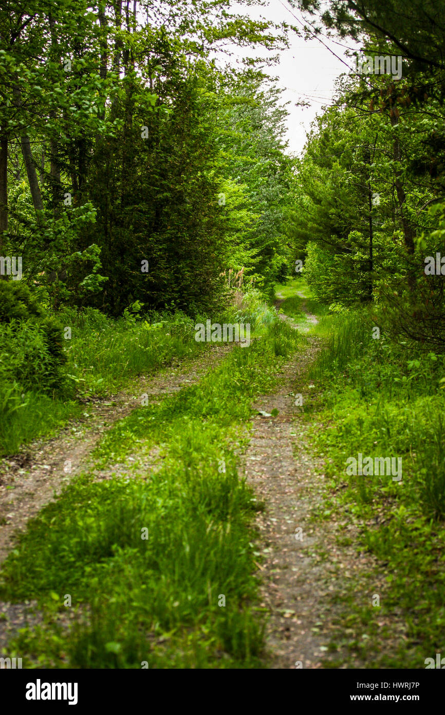 empty trail going in the forest Stock Photo - Alamy