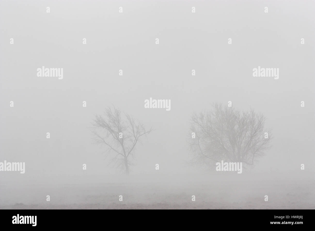 trees appearing in the fog Stock Photo - Alamy