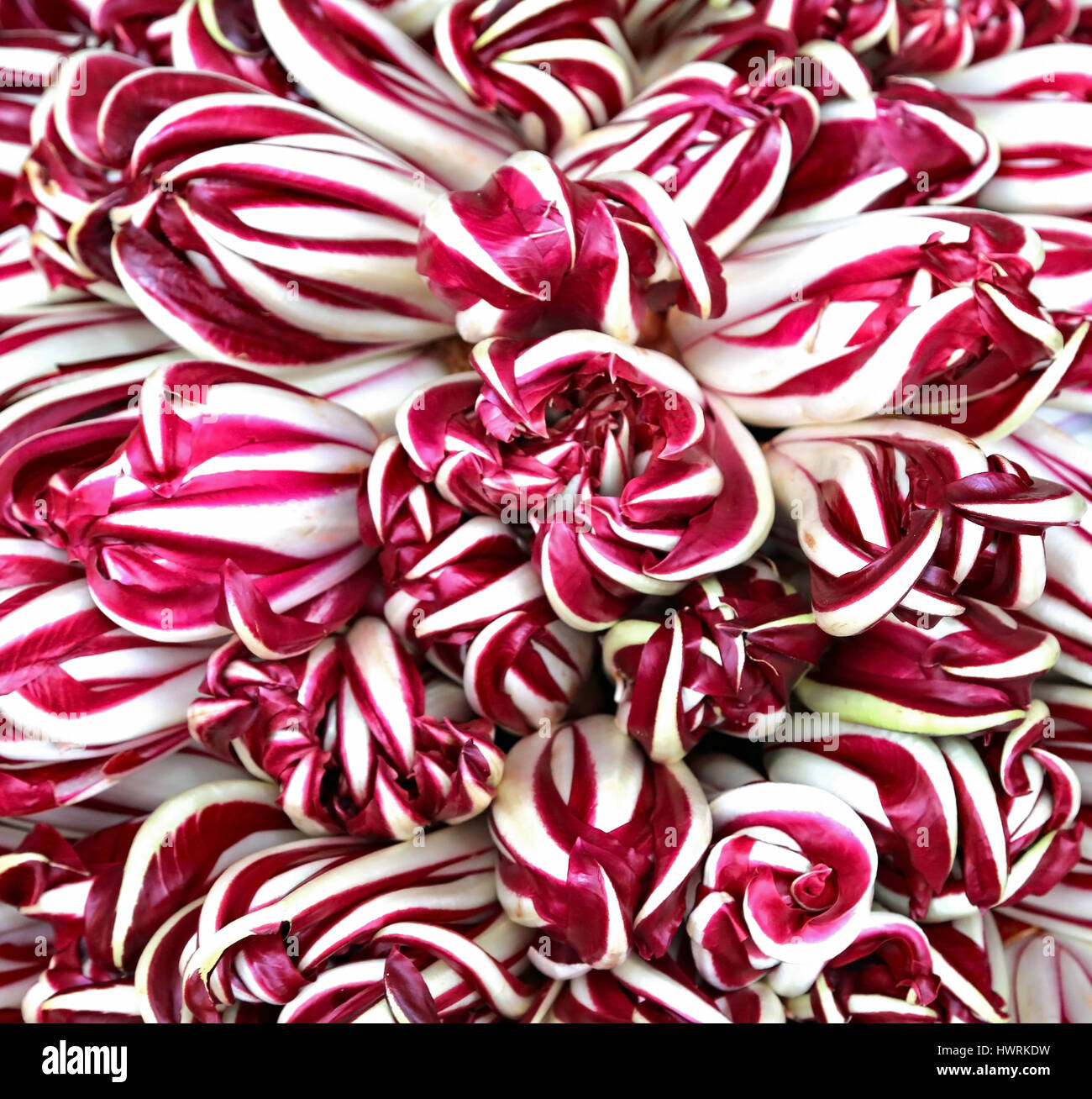 Purple lettuce variety hi-res stock photography and images - Alamy