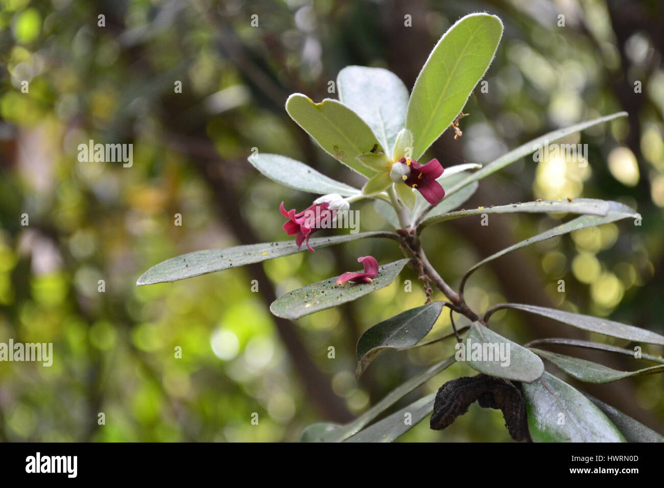 Maroon flowers hi-res stock photography and images - Alamy