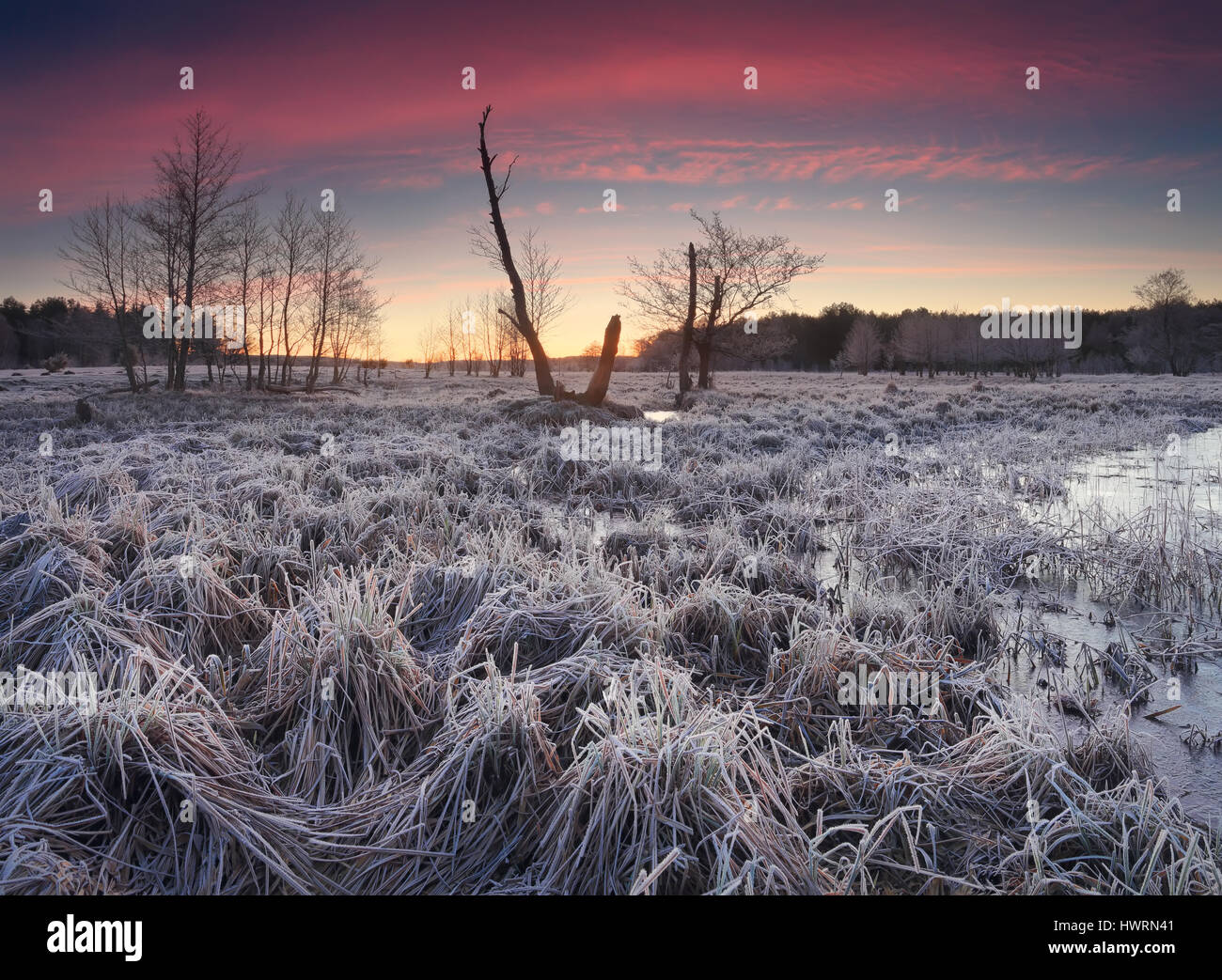 Frosty spring sunrise. Grass with white hoarfrost in the morning ...