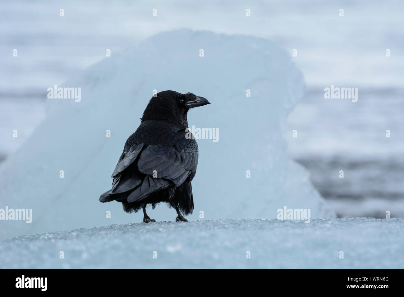 Raven on an Iceberg, Jokulsarlon Glacier lagoon, Iceland Stock Photo ...