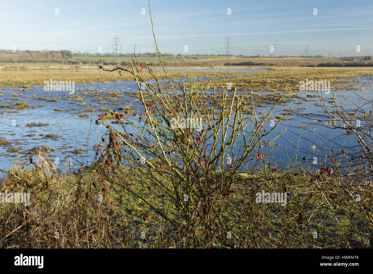 Rose bush with rotten rose hips, at edge of wetland habitat, Lin Dyke ...