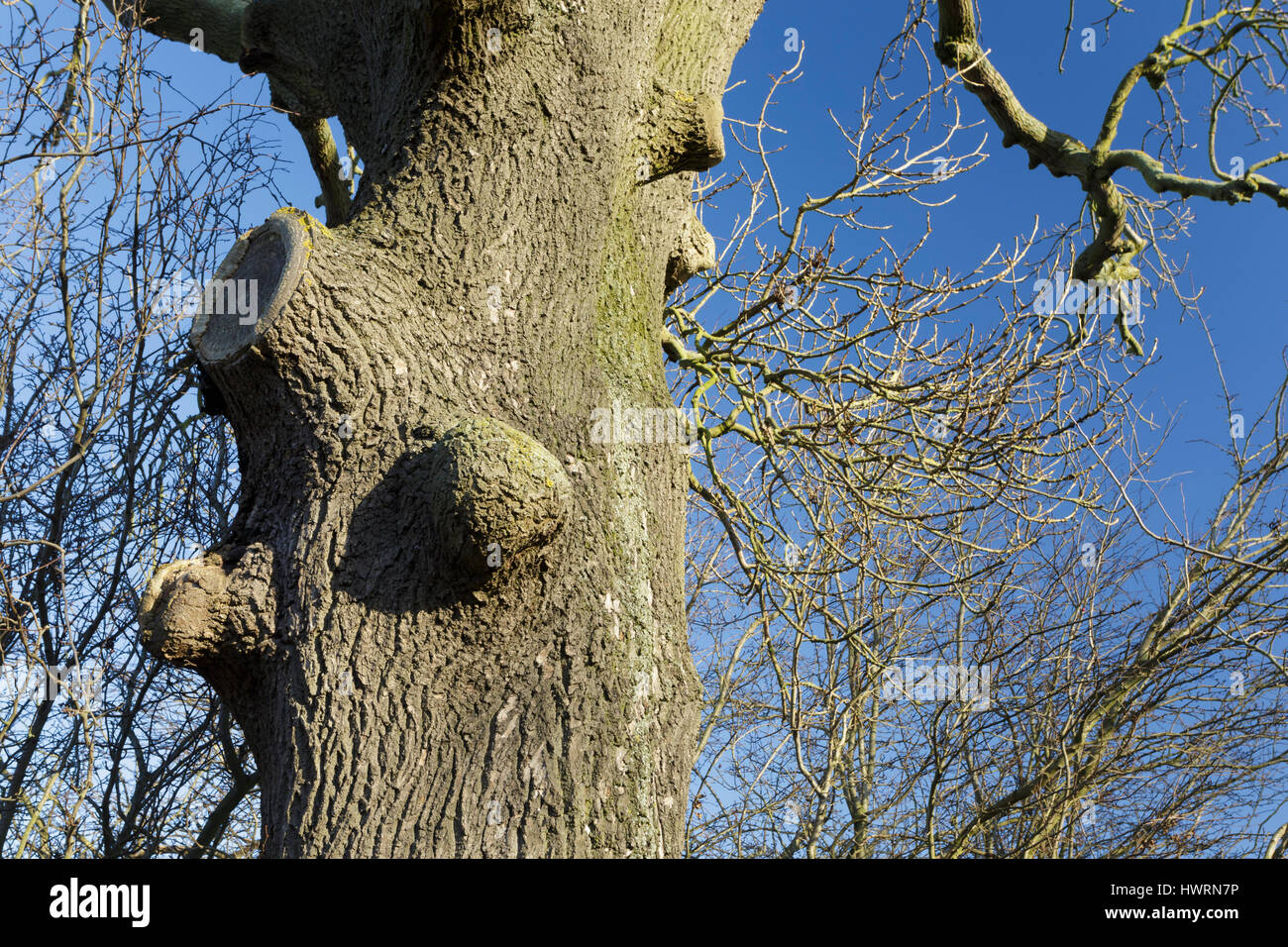 Callus tree hi-res stock photography and images - Alamy