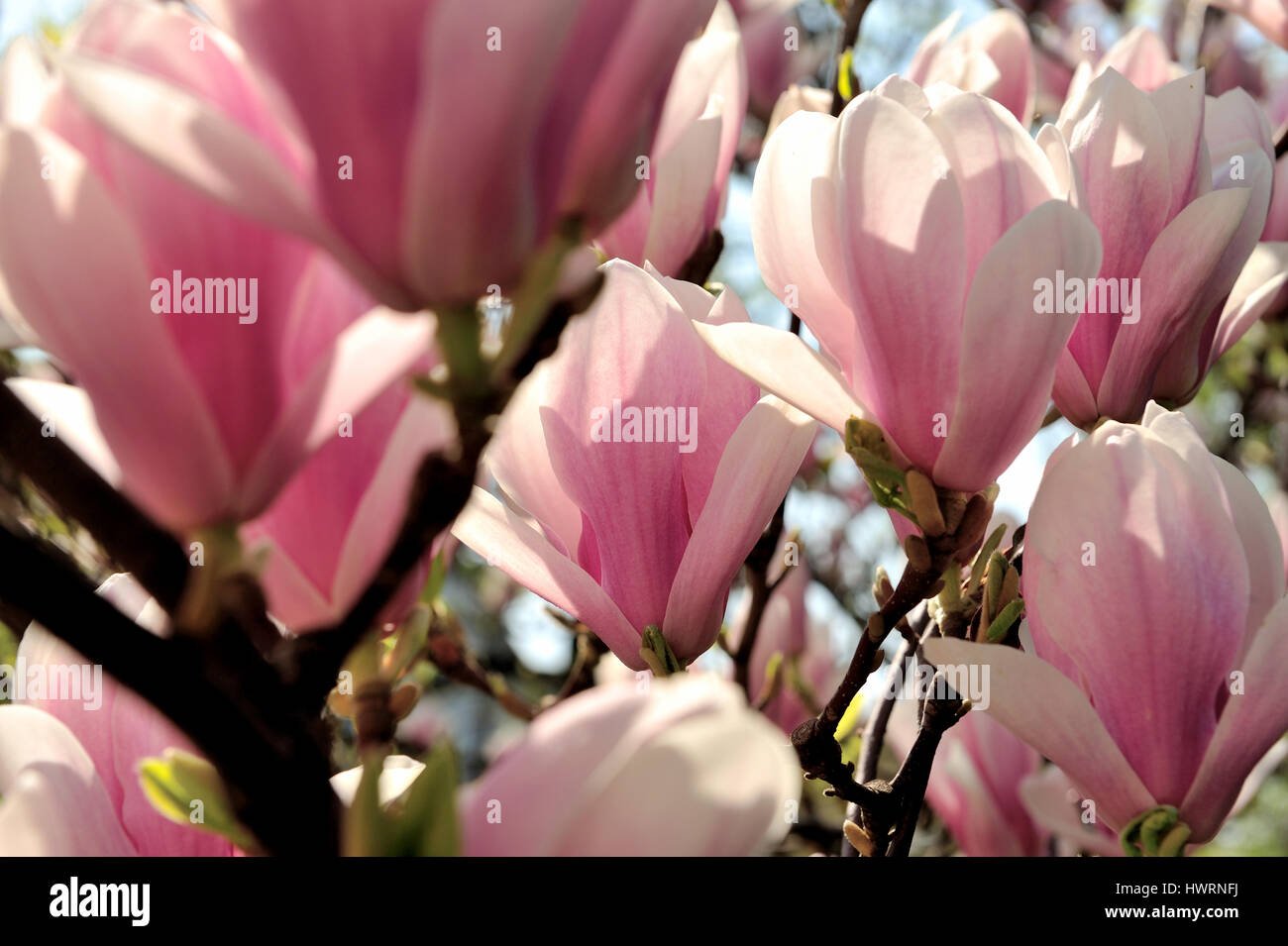 magnolia flowers blooming against sunny blue sky,magnolia, flowers ...