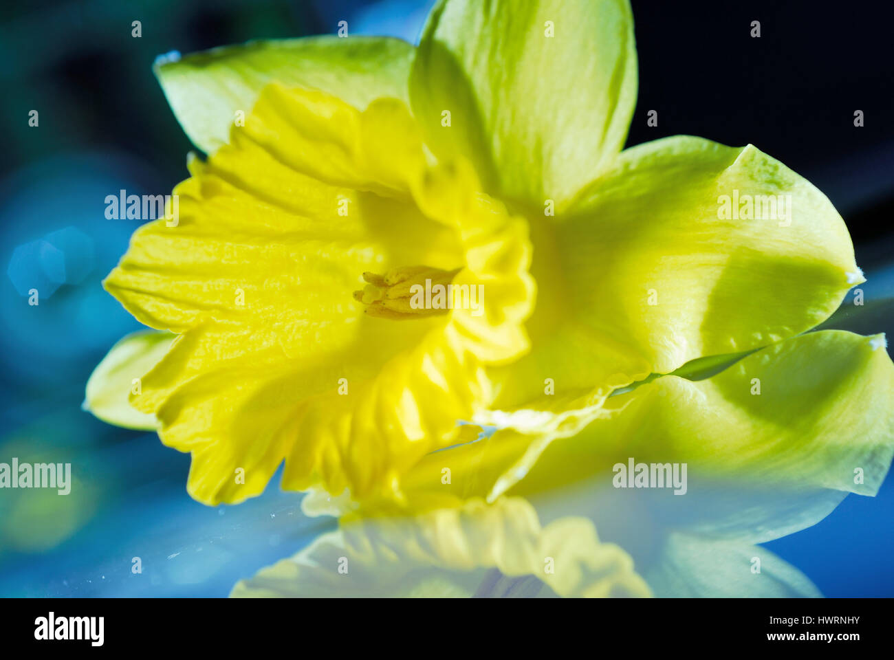 arrangement, background, blooms, bottle, bow, colorful, cut, daffodils ...