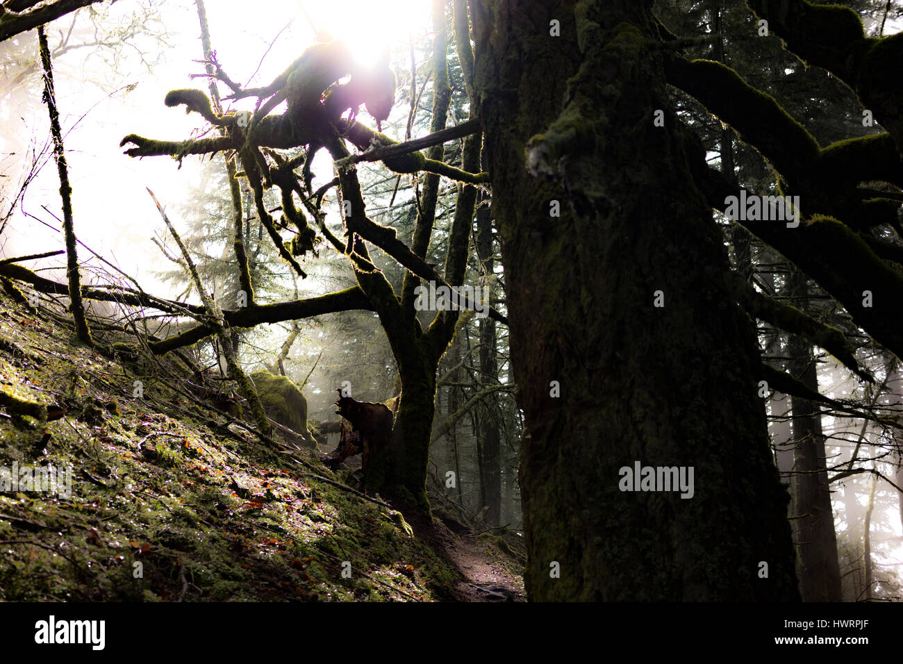 Spooky trees line the trail in Oregon Stock Photo - Alamy