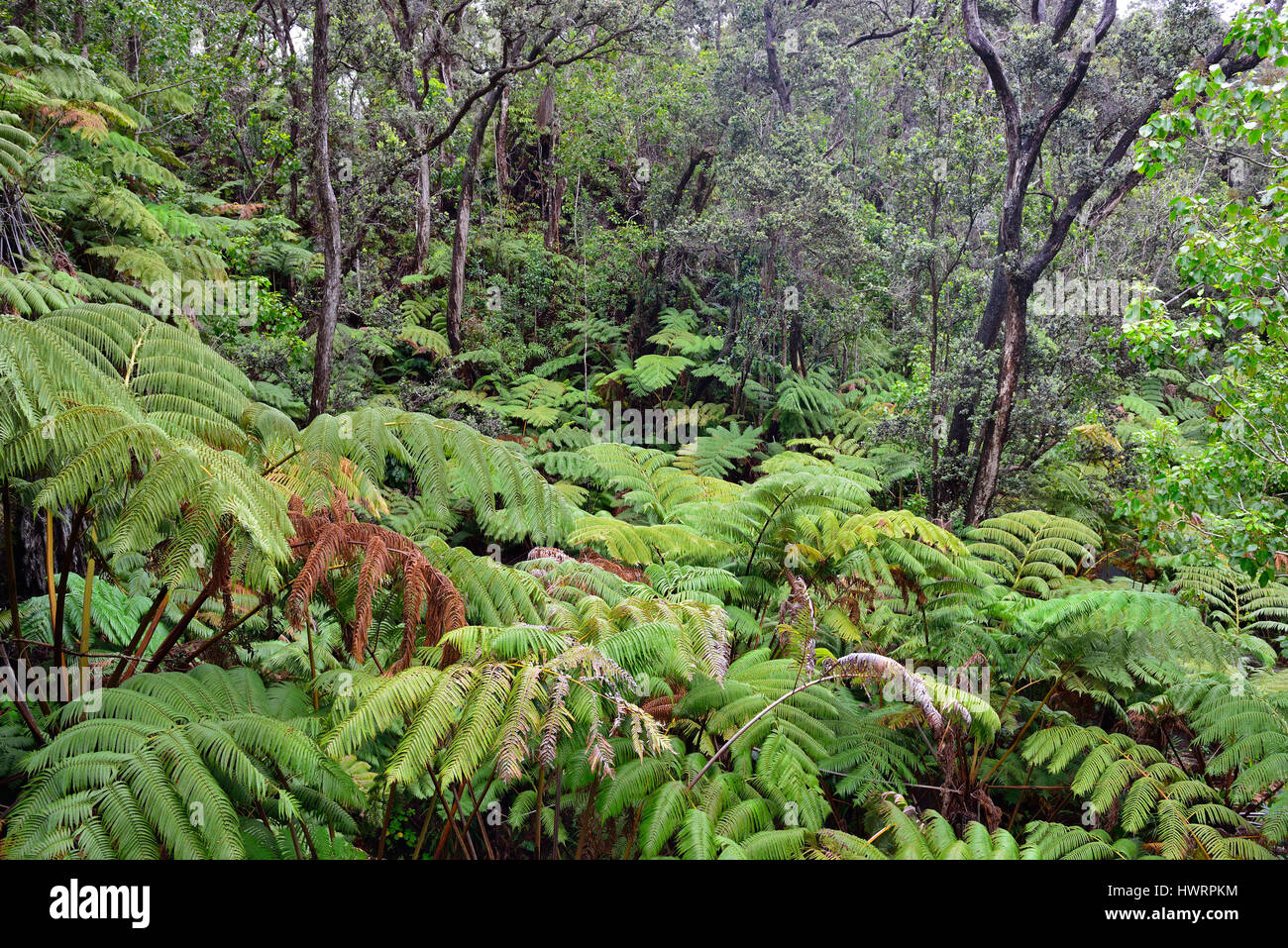 tropical forest in Volcanoes National Park, Big Island of Hawaii, USA ...