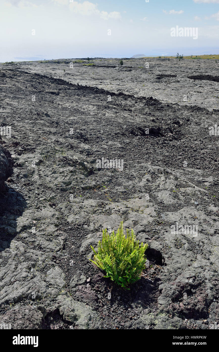 small green isolated plant living on an old black lava flow in ...