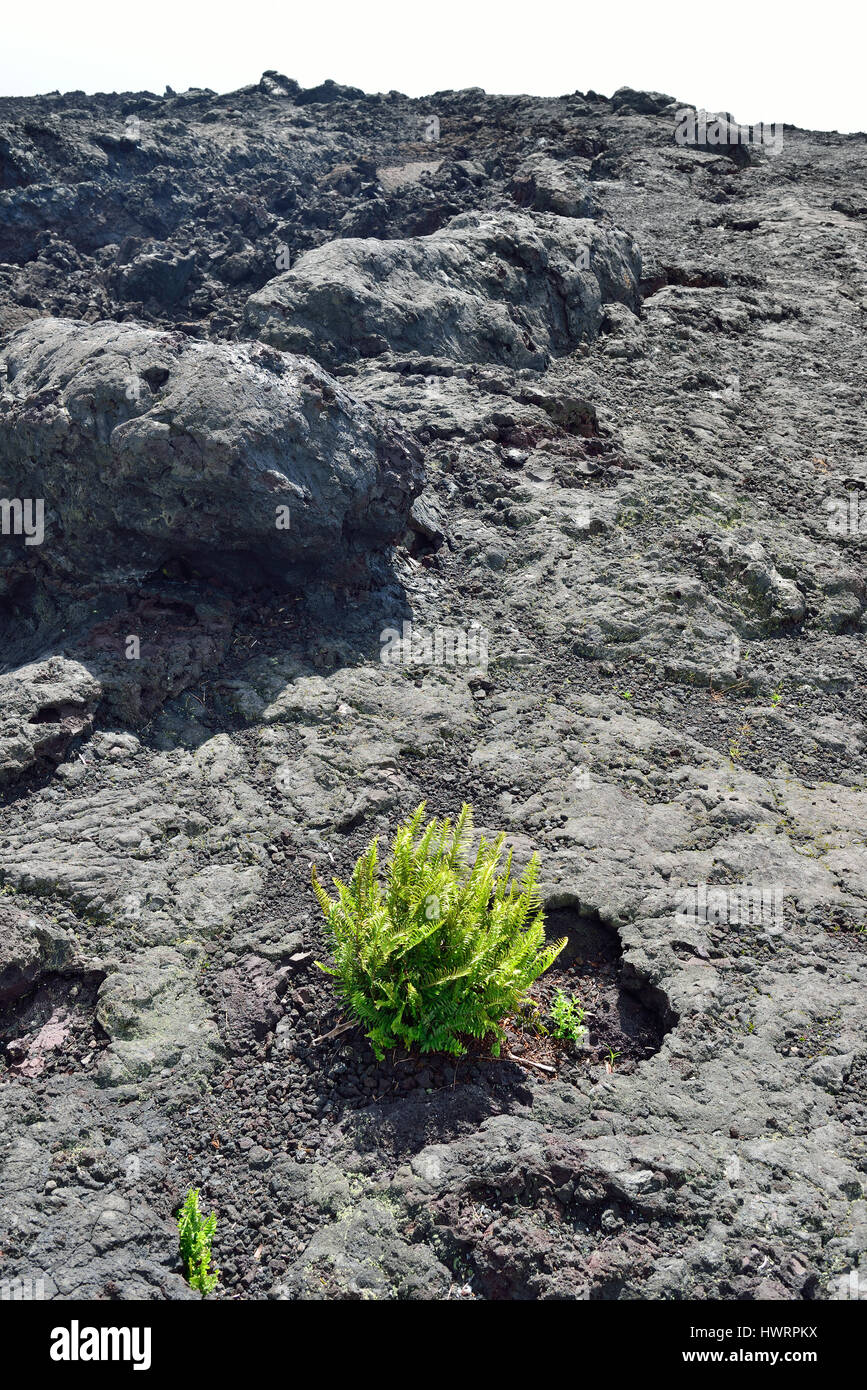 small green isolated plant living on an old black lava flow in ...