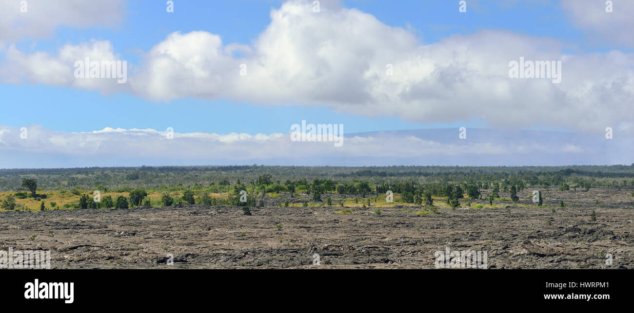 trees growing on an old lava flow field in Volcanoes National Park, Big ...