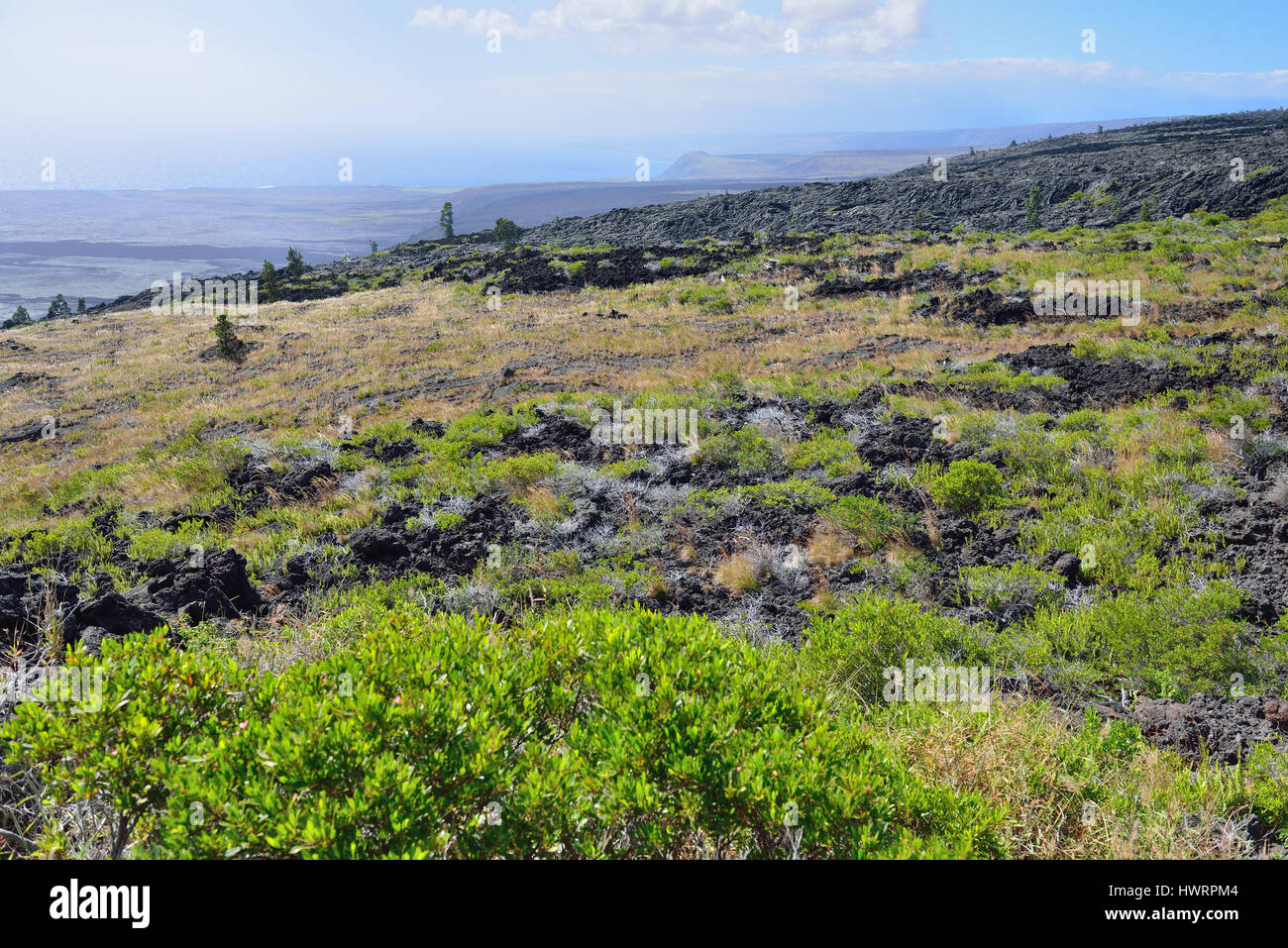 green vegetation on an old lava flow field by the ocean in Volcanoes ...