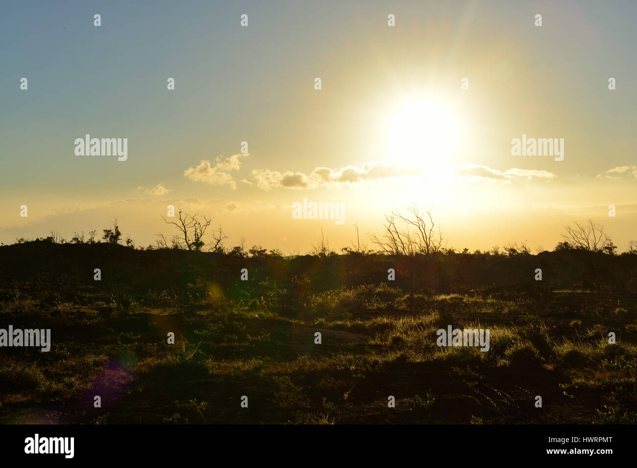sun shining over the tall grass field in Volcano National Park at ...