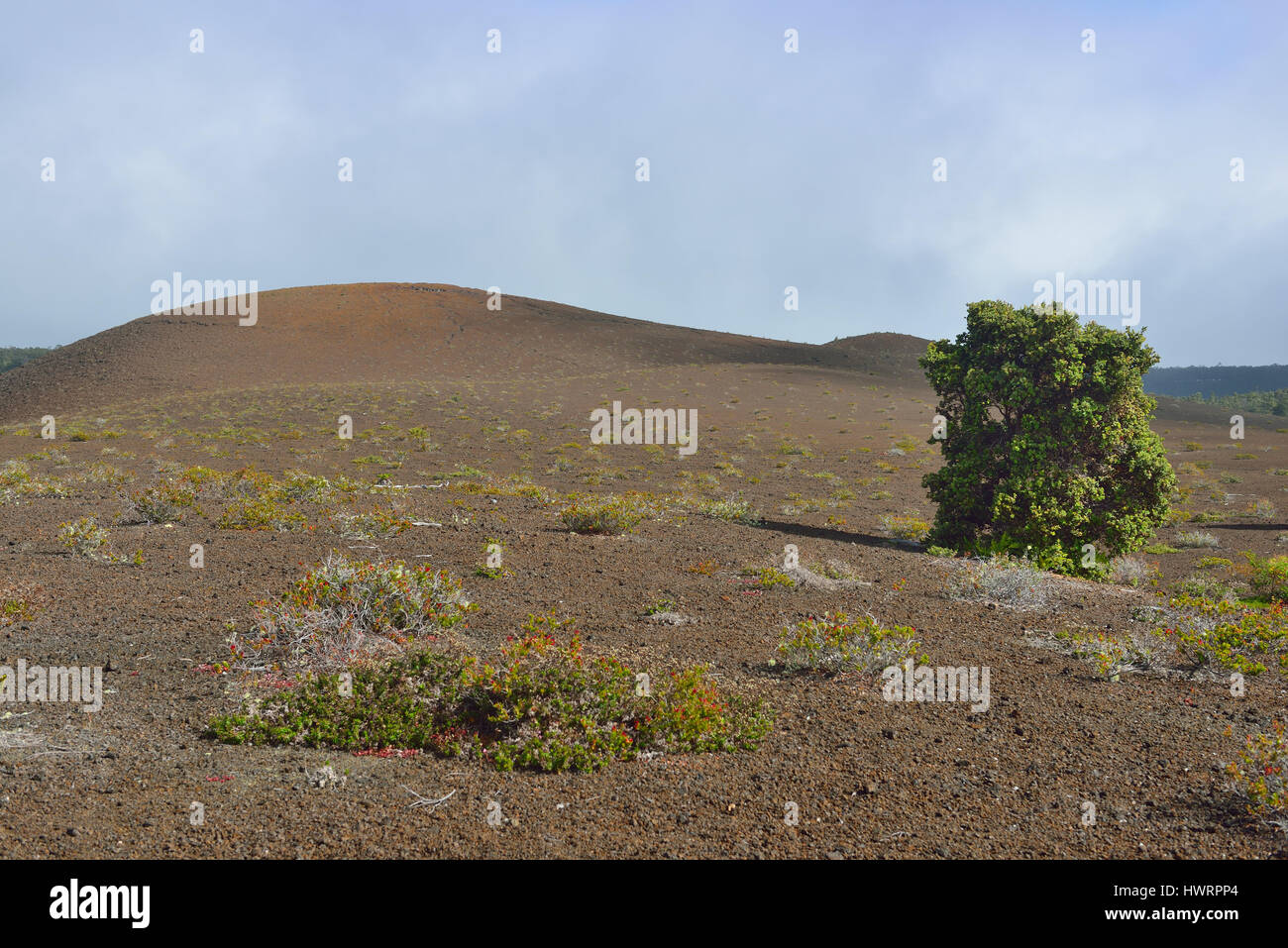 old lava field and a tree in Volcanoes National Park, Big Island of ...