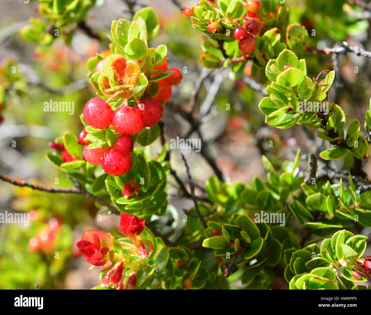closeup view of vaccinium reticulatum 'Ohelo, 'ohelo 'ai berry growing ...