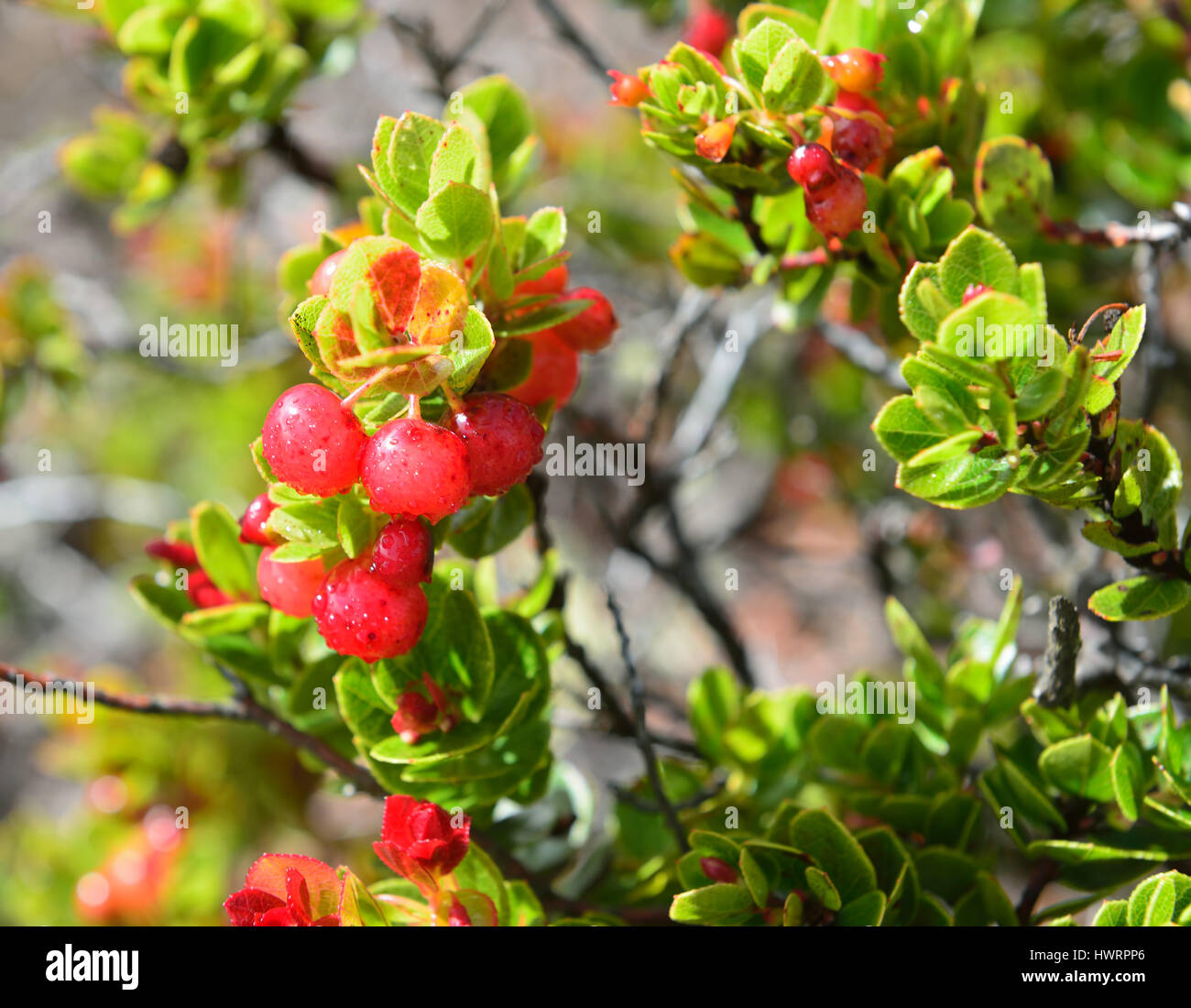 closeup view of vaccinium reticulatum 'Ohelo, 'ohelo 'ai berry growing ...