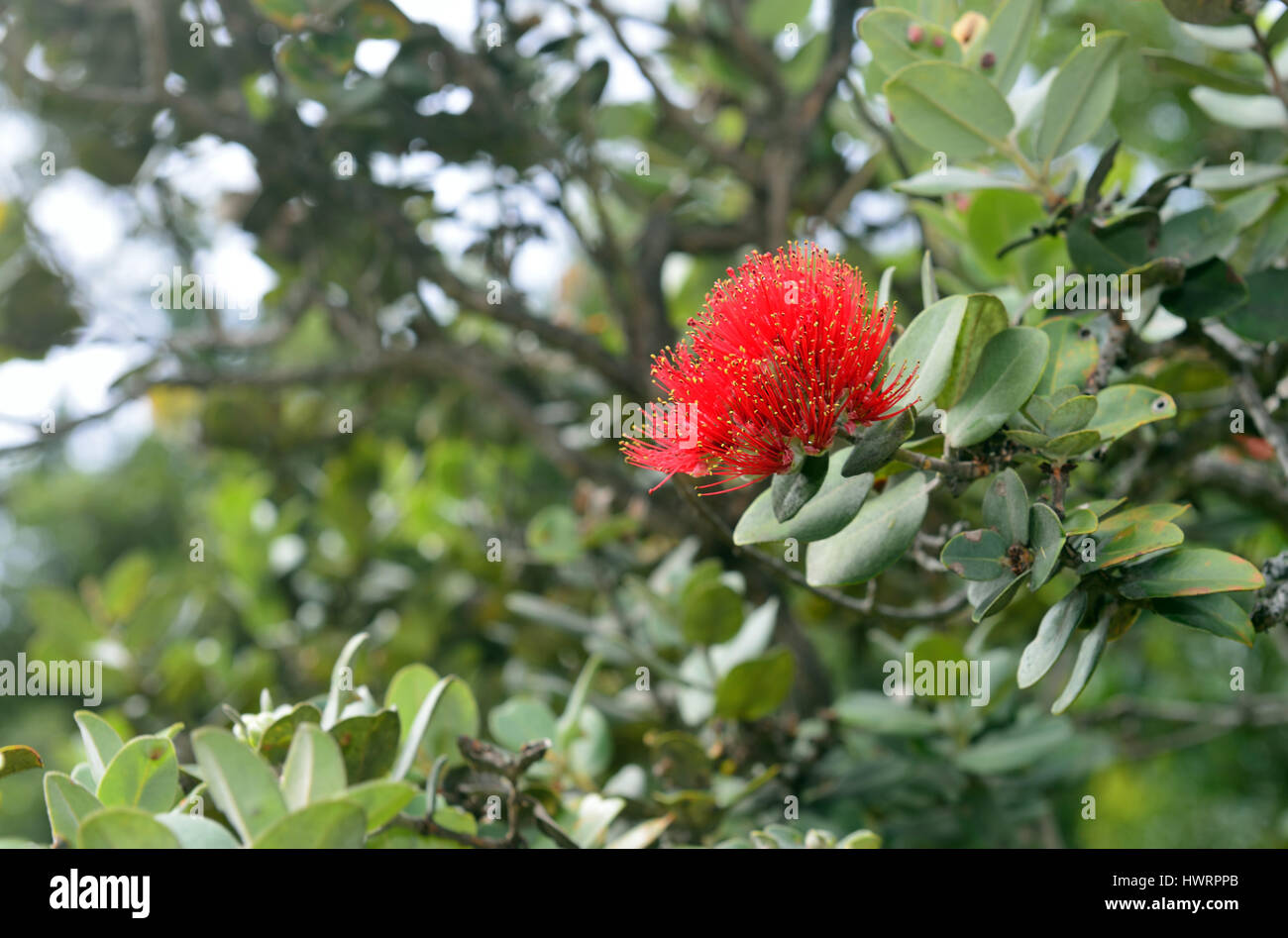 Metrosideros polymorpha hi-res stock photography and images - Alamy
