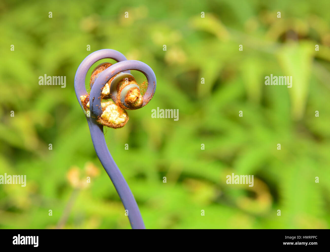 closeup view of the uluhe fern Dicranopteris linearis in the Big Island ...