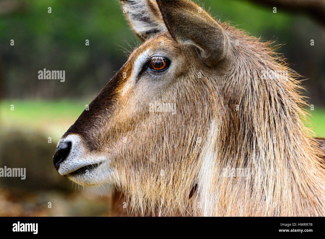 Waterbuck (Kobus ellipsiprymnus) profile view. Close-up of face with ...