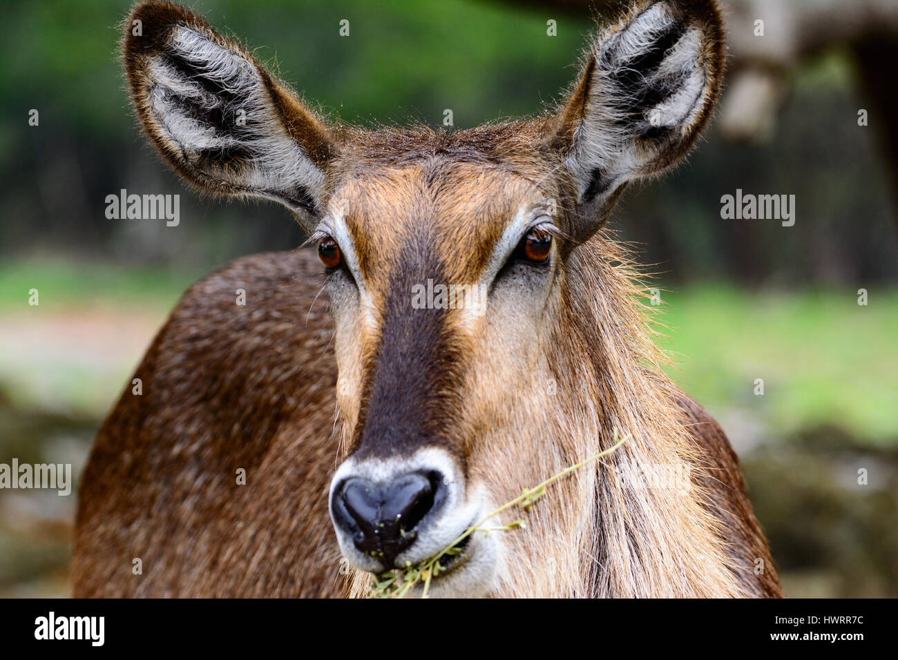 Waterbuck (Kobus ellipsiprymnus) profile view. Close-up of face with ...