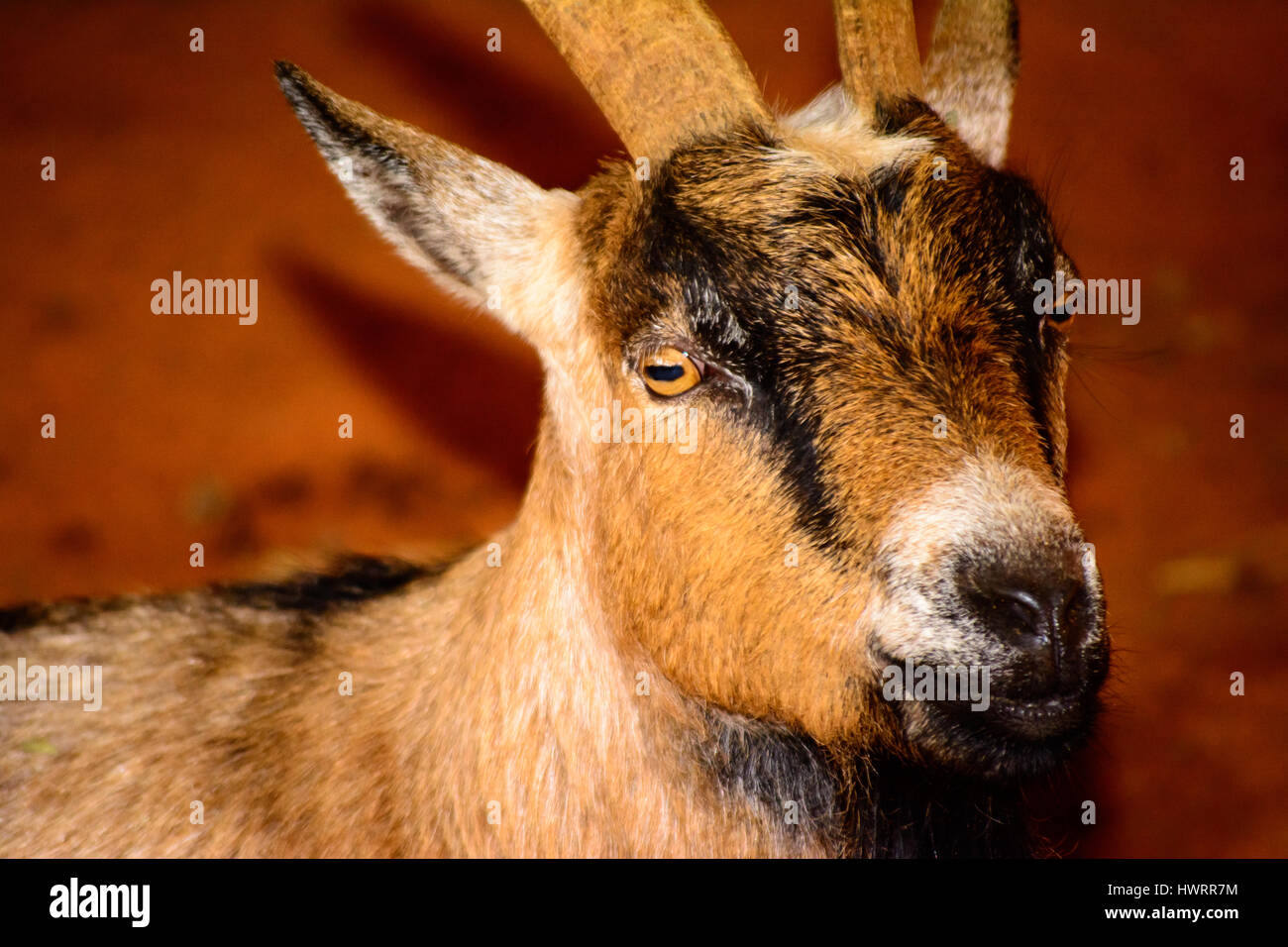 Brown, black and white goat close-up. Goat has vivid, menacing eyes ...