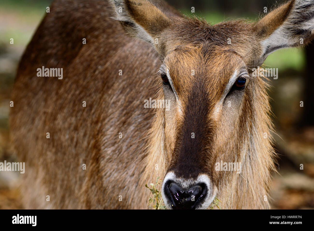 Waterbuck (Kobus ellipsiprymnus) Close-up of face with grassland ...