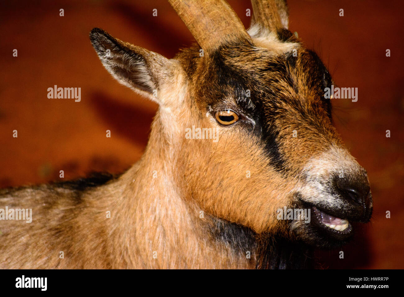Brown, black and white goat close-up. Goat has vivid, menacing eyes ...
