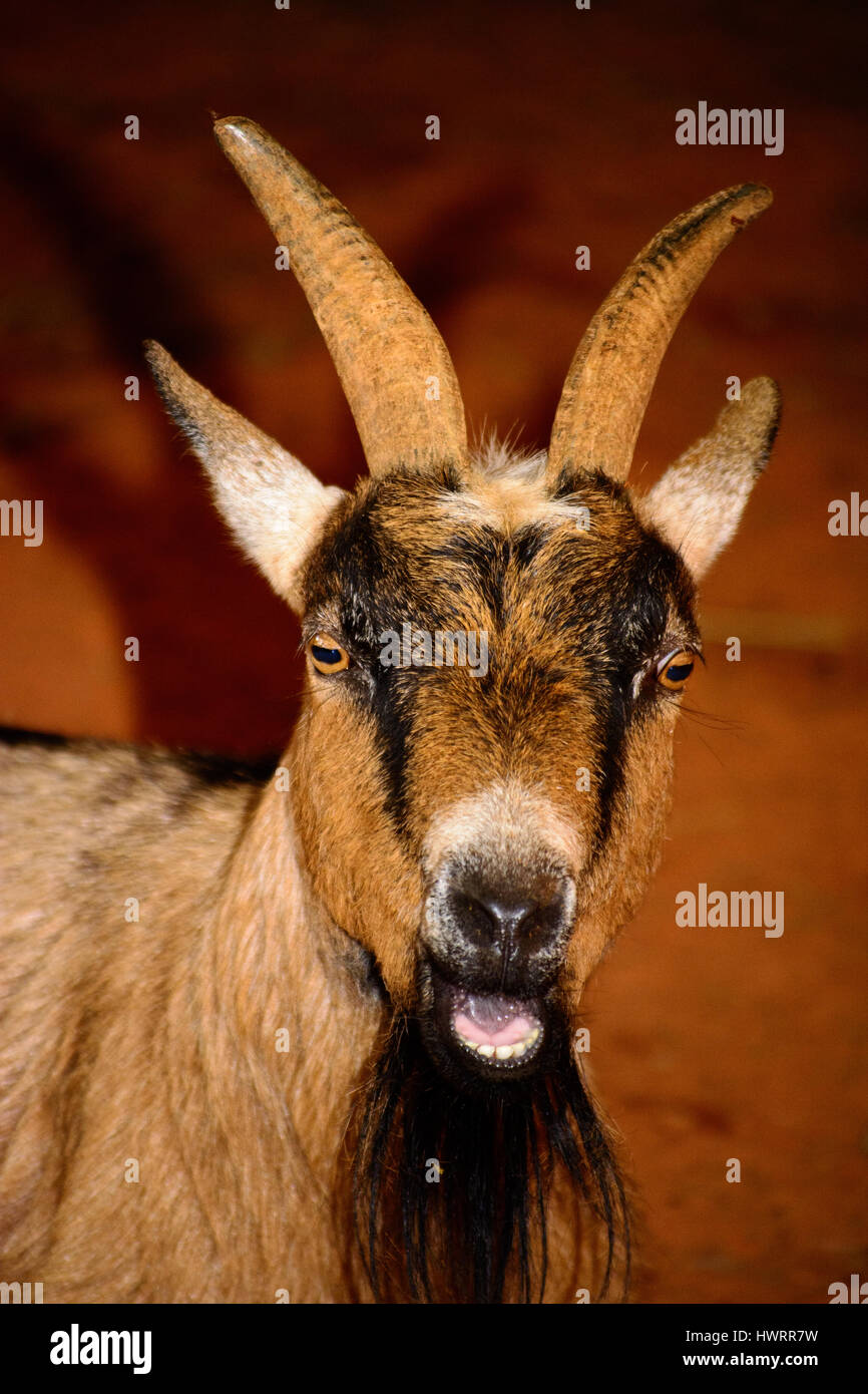 Brown, black and white goat close-up. Goat has vivid, menacing eyes ...