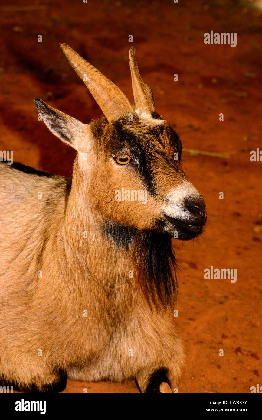Dwarf goat black and white hi-res stock photography and images - Alamy