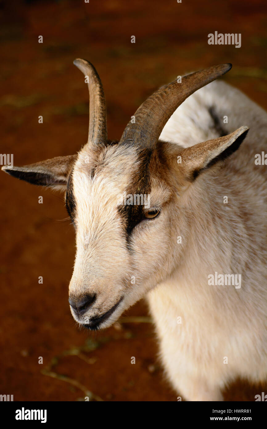 Small brown and white goat in a barn. Close-up of its face Stock Photo ...