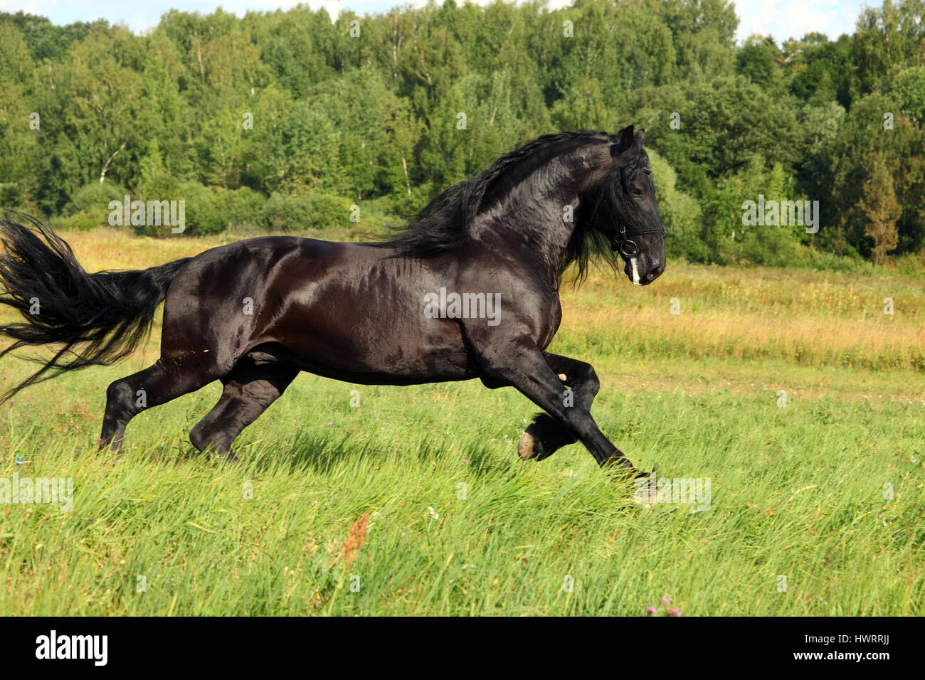 Friesian horse galloping meadow hi-res stock photography and images - Alamy