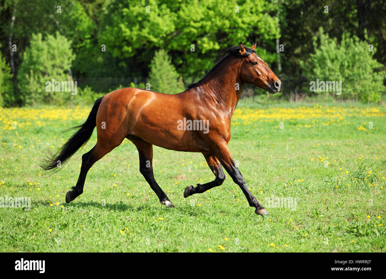Horse galloping through field hi-res stock photography and images - Alamy