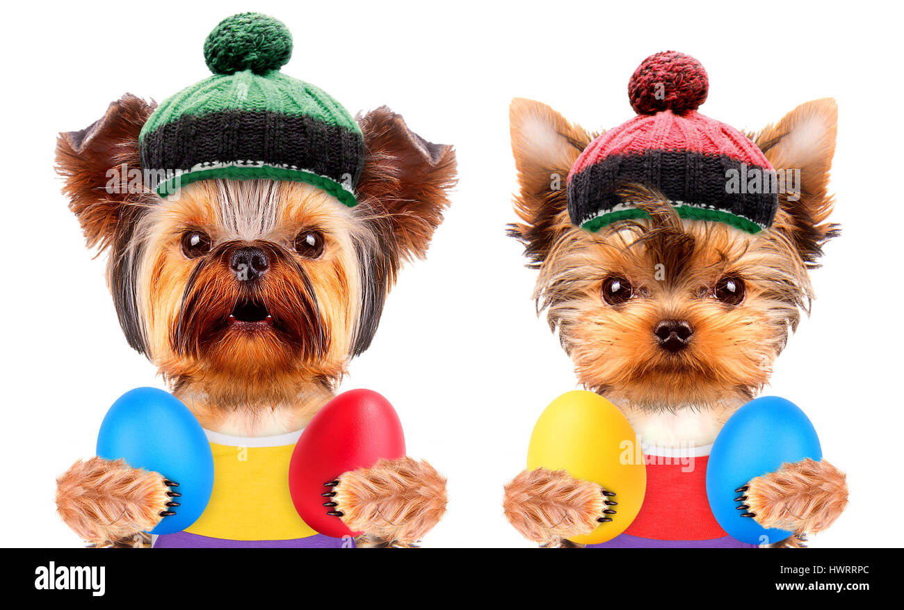 Funny dogs with easter eggs Stock Photo - Alamy