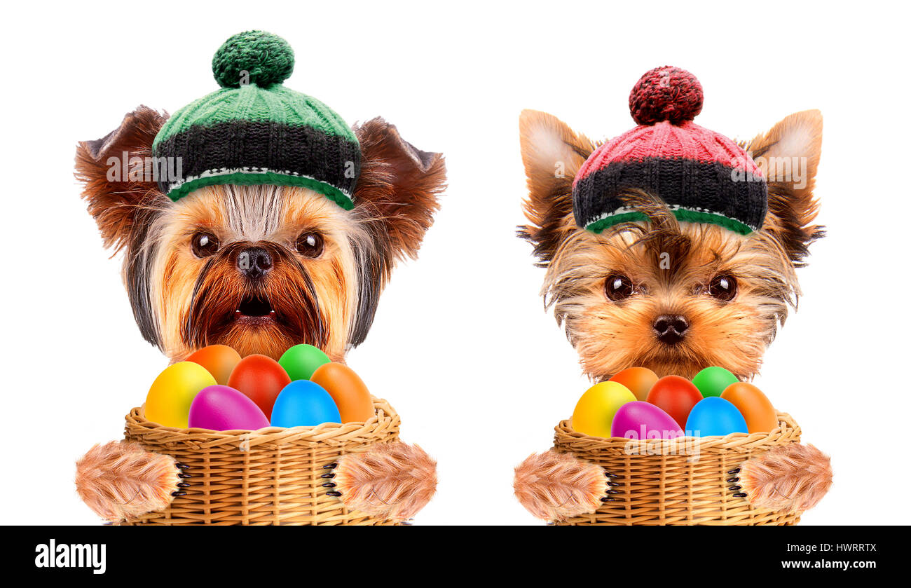 Funny dogs in easter hi-res stock photography and images - Alamy