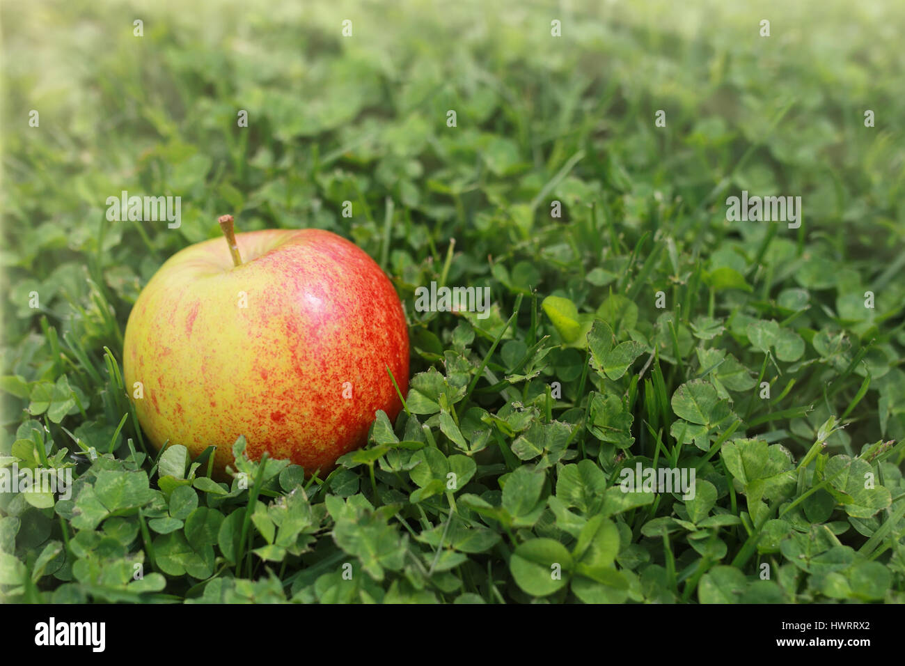 red apple on green grass Stock Photo - Alamy