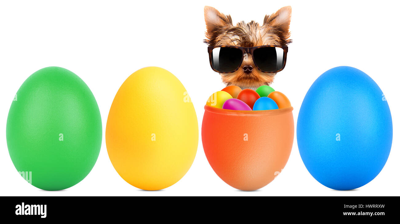 Funny dogs in easter hi-res stock photography and images - Alamy