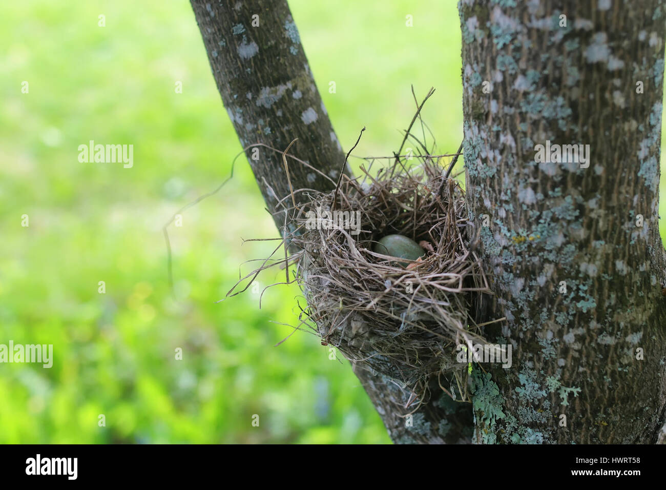 bird nest in nature Stock Photo - Alamy