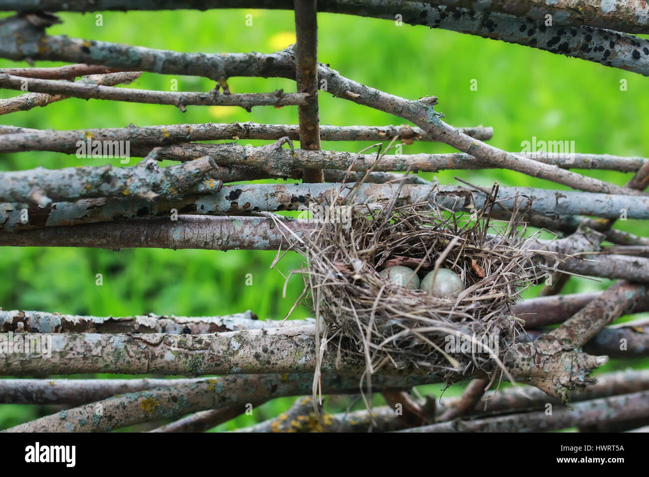 bird nest in nature Stock Photo - Alamy