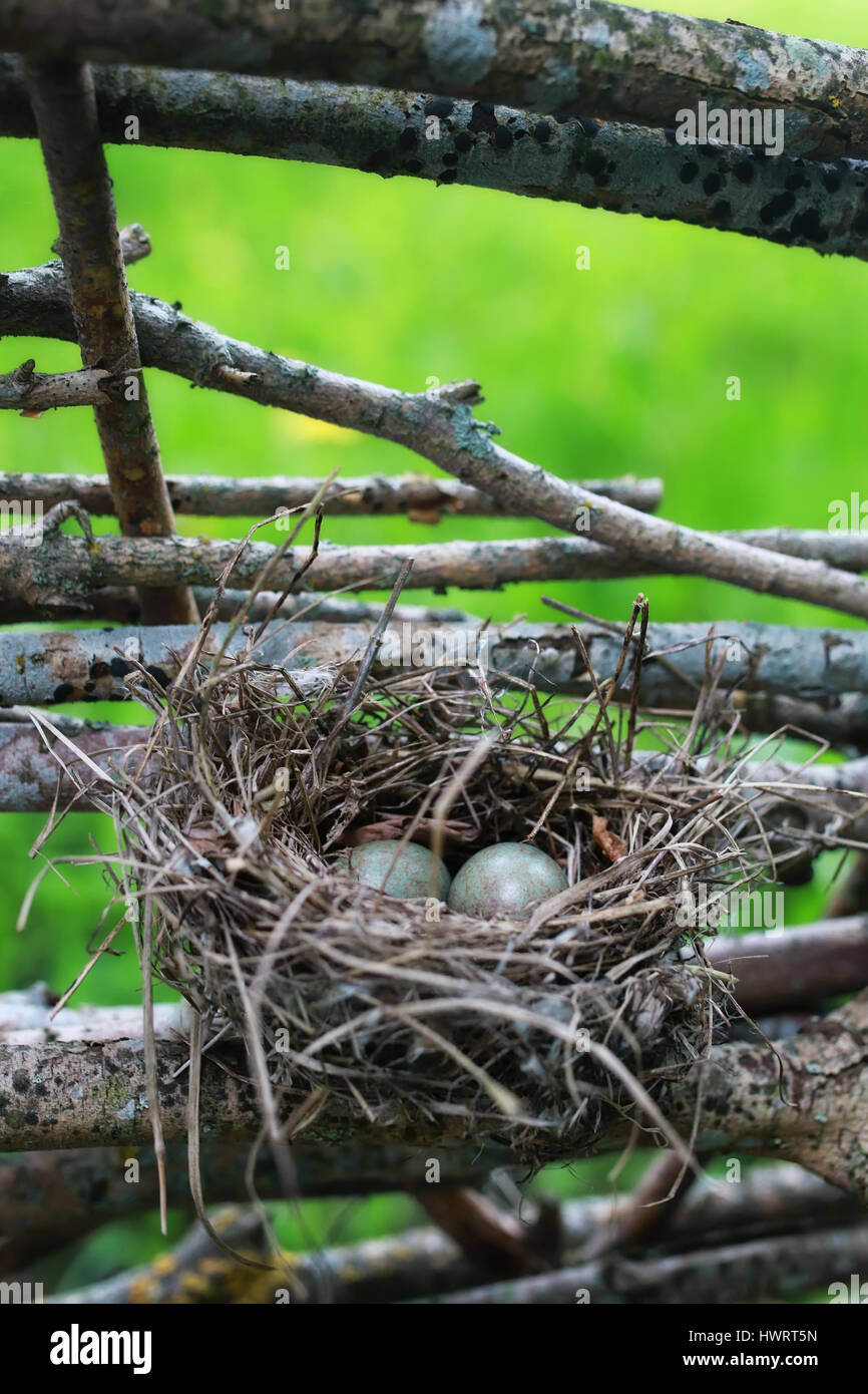 bird nest in nature Stock Photo - Alamy