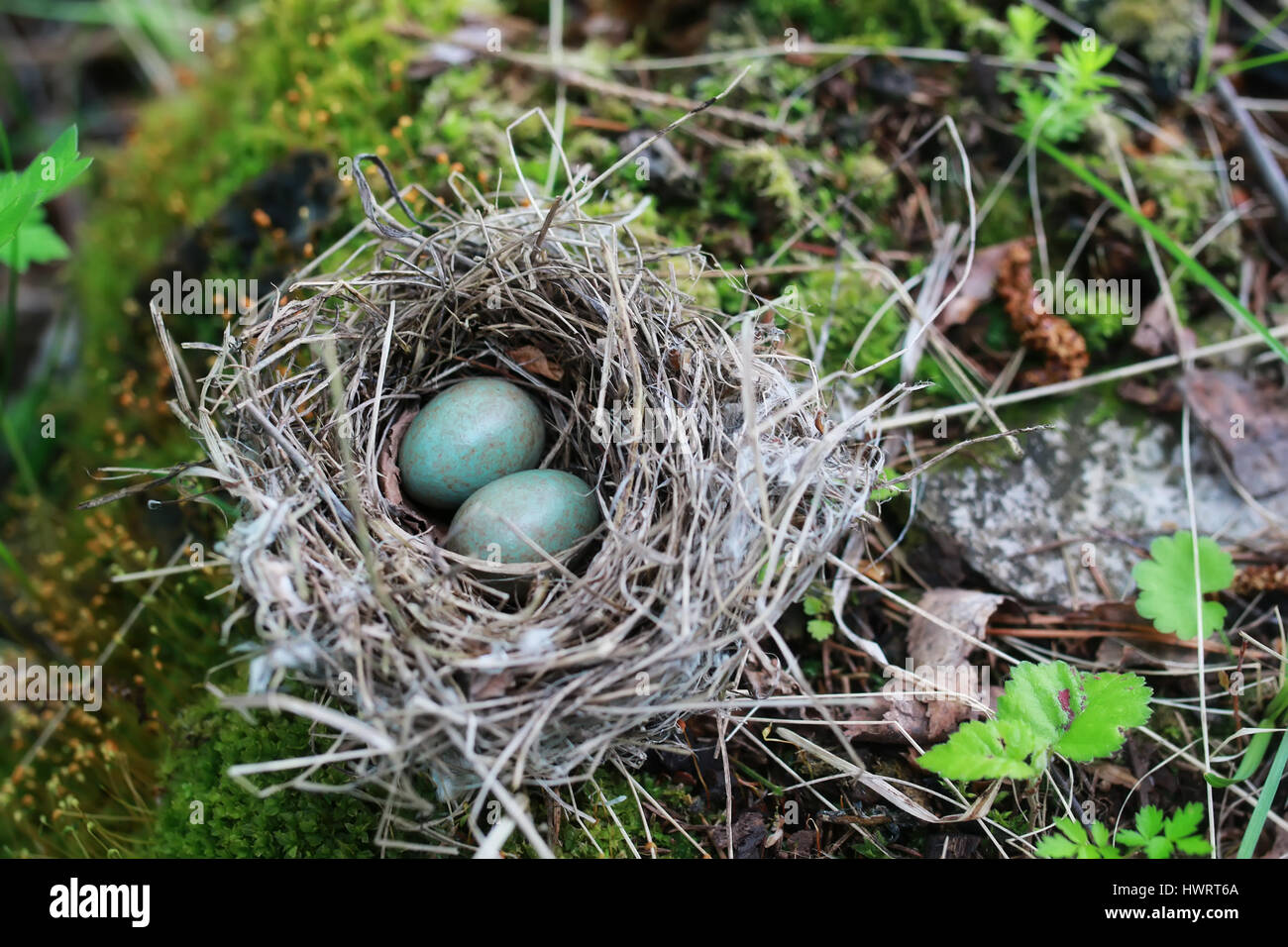 bird nest in nature Stock Photo - Alamy