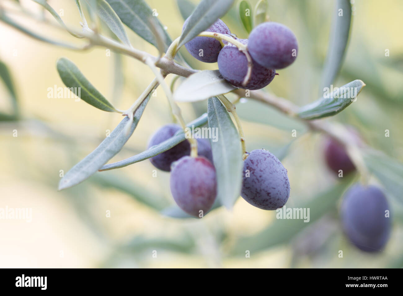 olives on olive tree in the autumn, horizontal view with copy space ...